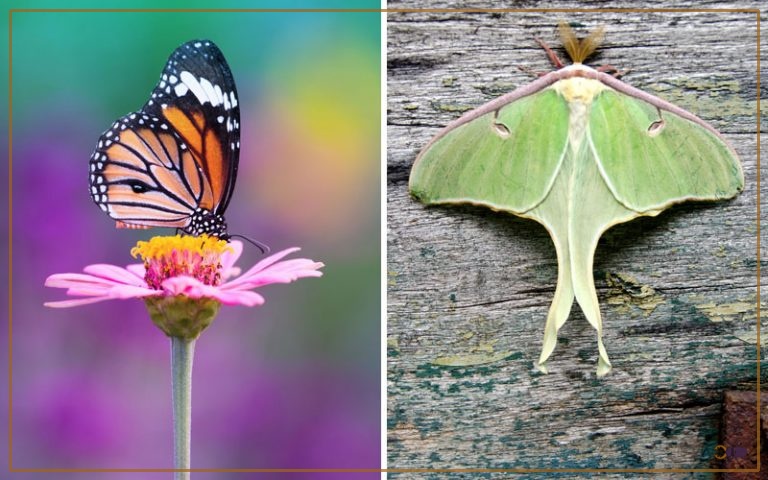 Rajah Brooke’s Birdwing Butterfly: Identification, Life Cycle, and ...