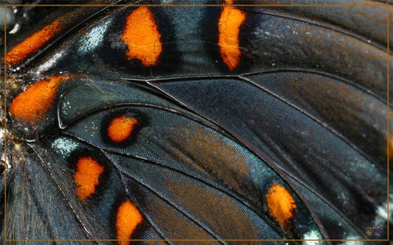 Butterfly Wing Anatomy, Structure & Function - Insectic