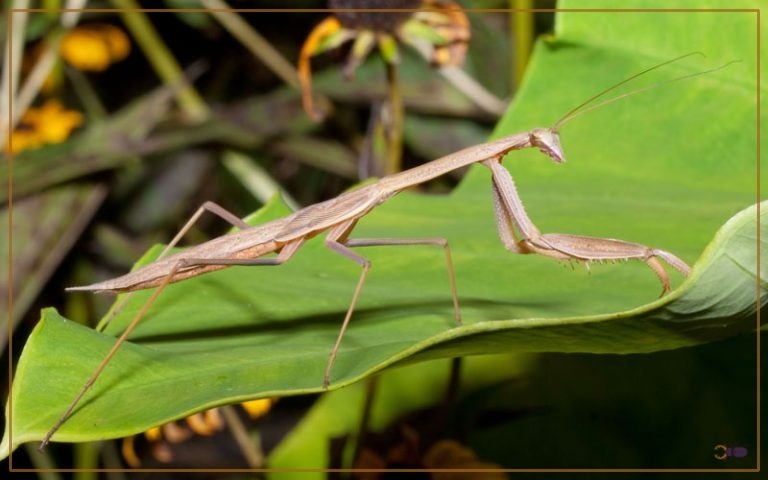 Stick Insect vs Praying Mantis - What is the Difference? - Insectic