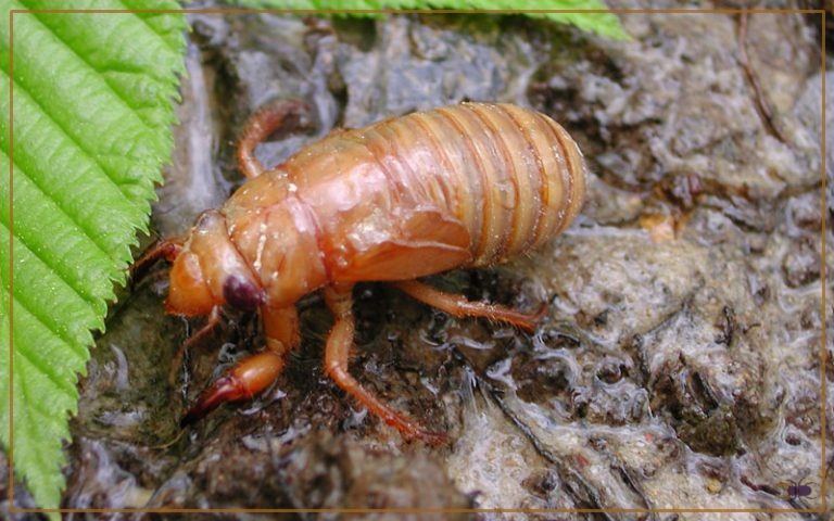 Cicadas Life Cycle - With Facts & Pictures - Insectic