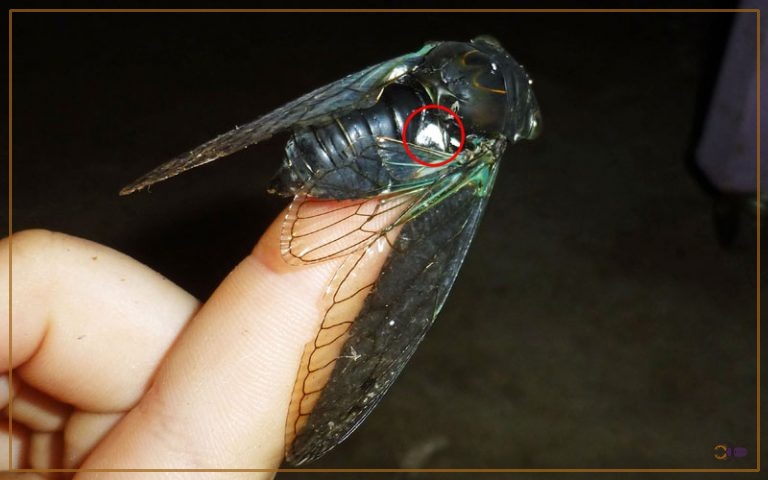 Why are Cicadas So Noisy? - Cicada Sound Explained - Insectic