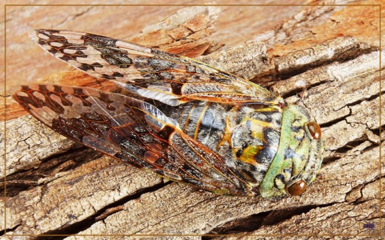 Cicadas Life Cycle - With Facts & Pictures - Insectic
