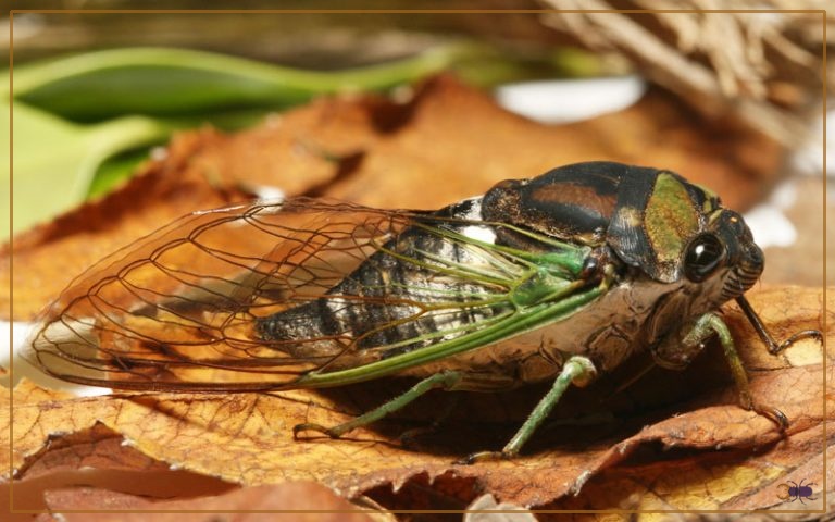Cicadas - Habitat, Diet, Facts & Photos - Insectic