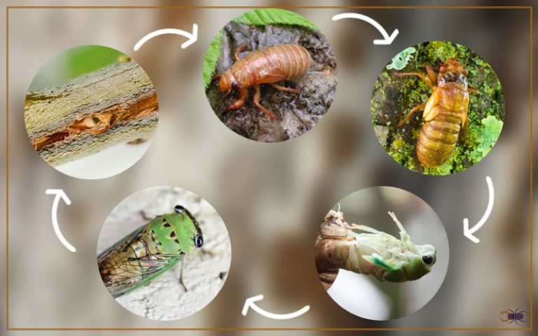 Cicadas - Habitat, Diet, Facts & Photos - Insectic