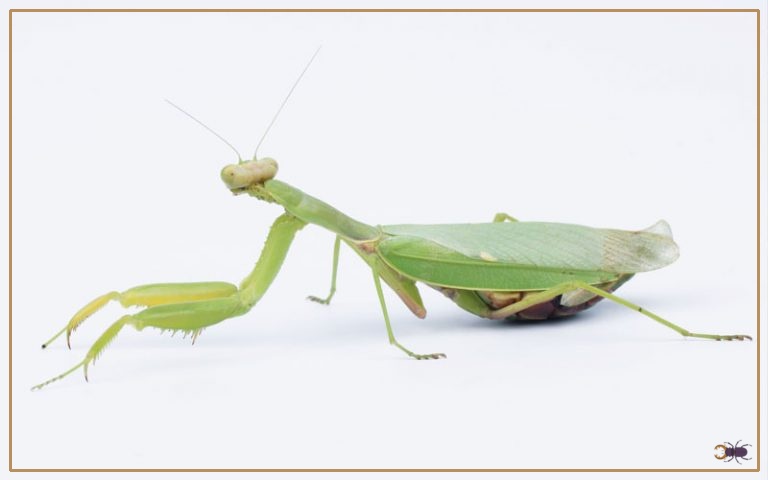 European Mantis - Species Profile & Facts - Insectic