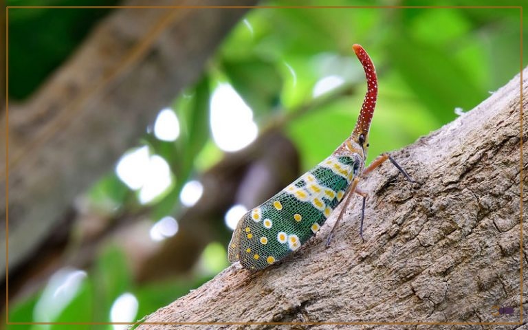 Planthopper Life Cycle - With Facts & Pictures - Insectic