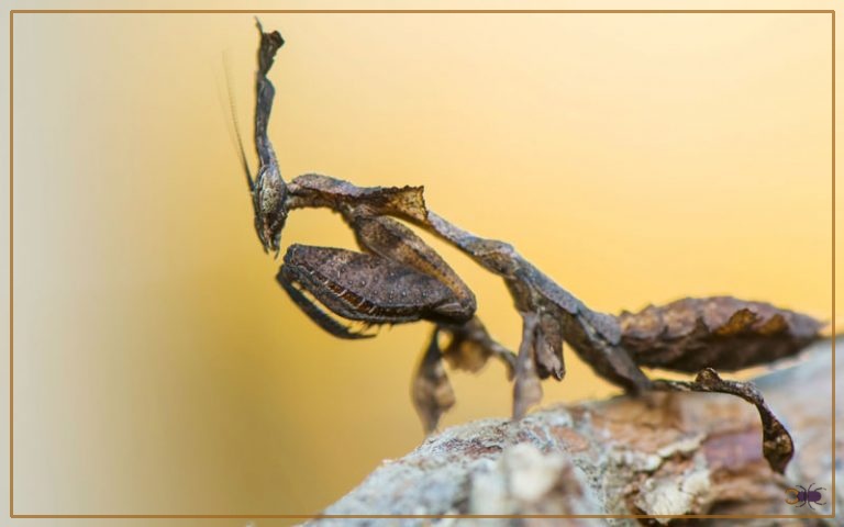 Dead Leaf Mantis - Species Profile & Facts - Insectic