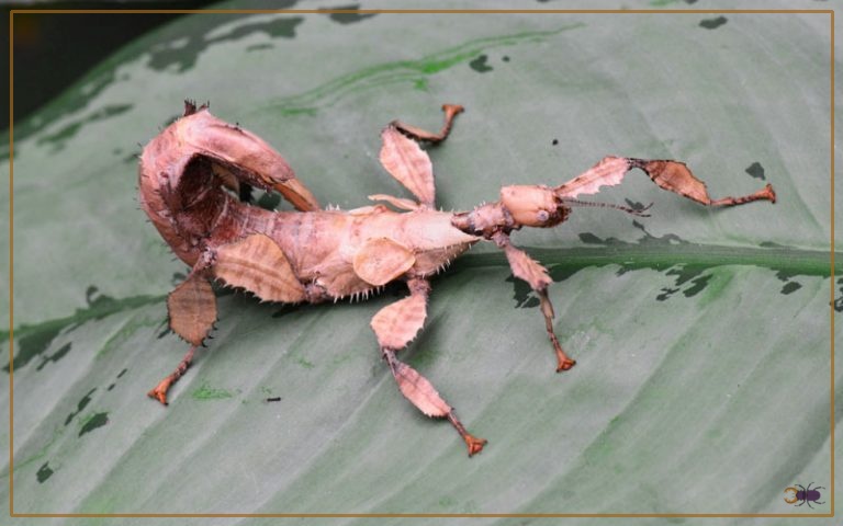 Giant Prickly Stick Insect - Species Profile & Facts - Insectic