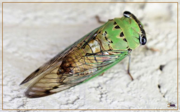 Cicadas Life Cycle - With Facts & Pictures - Insectic