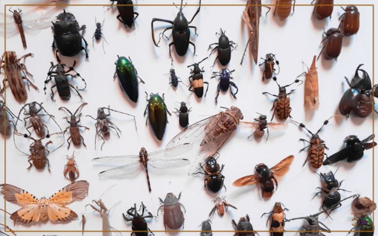 Insect Identification - Insectic