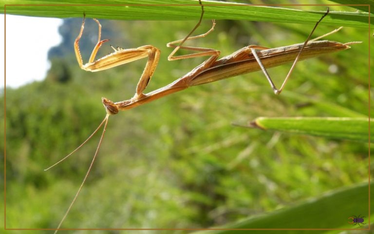 Male vs Female Praying Mantis - What is The Difference? - Insectic