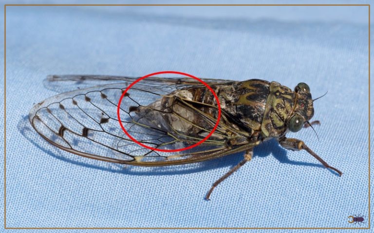 What Eats Cicadas? Natural Predators of Cicadas - Insectic