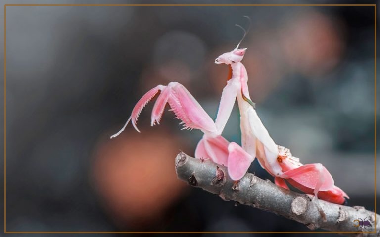 Dead Leaf Mantis - Species Profile & Facts - Insectic