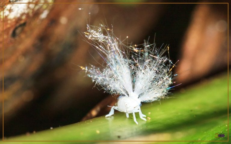 Planthopper Life Cycle - With Facts & Pictures - Insectic