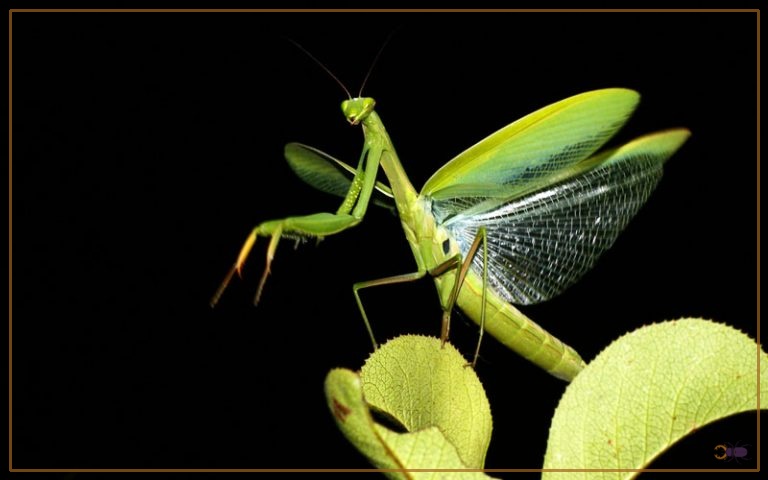 Can Praying Mantis Fly? Interesting Facts - Insectic