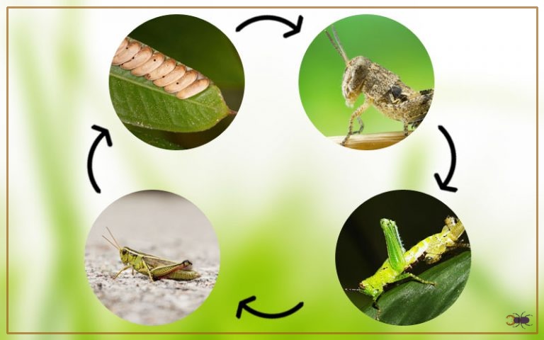 Grasshopper Life Cycle - With Facts & Pictures - Insectic
