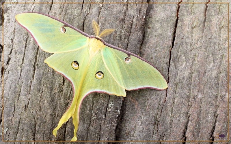 Which Is The Luna Moth s Species Within Its Genus At Maya Hurley Blog