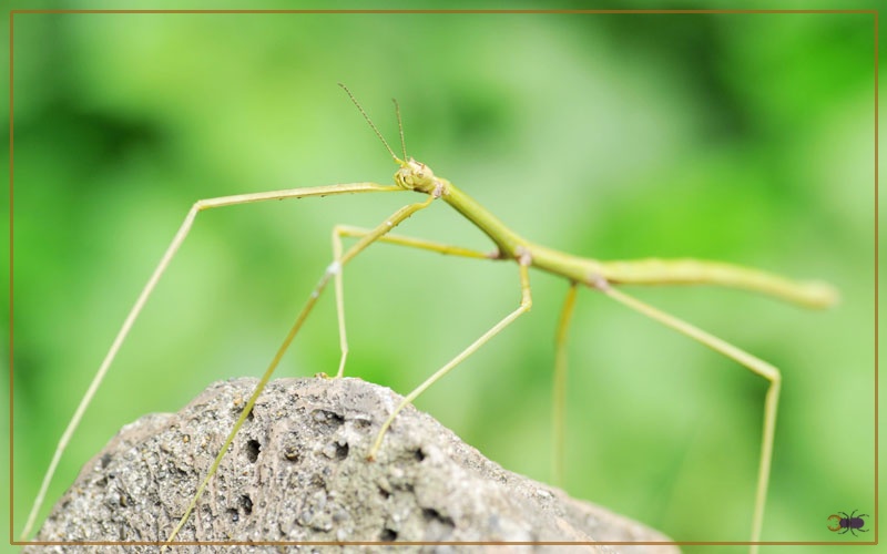 10 Interesting Facts About Stick Insects Insectic