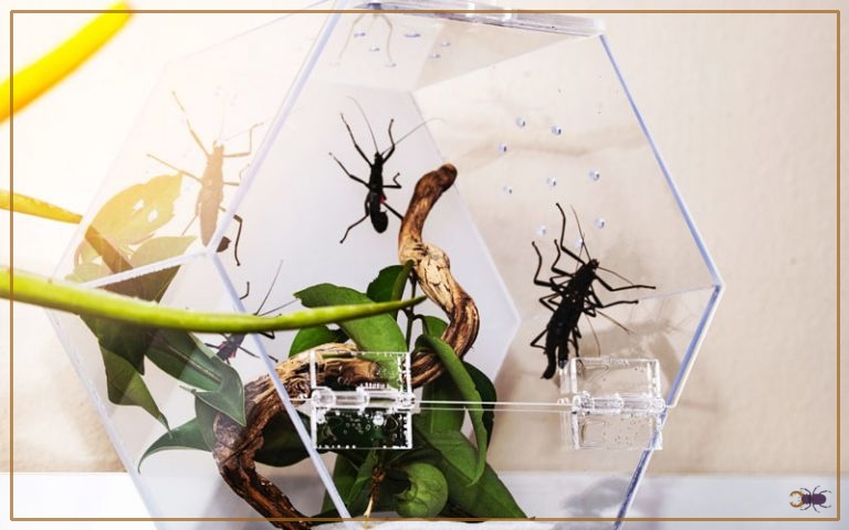 What Do Stick Insects Eat and Drink? - Insectic