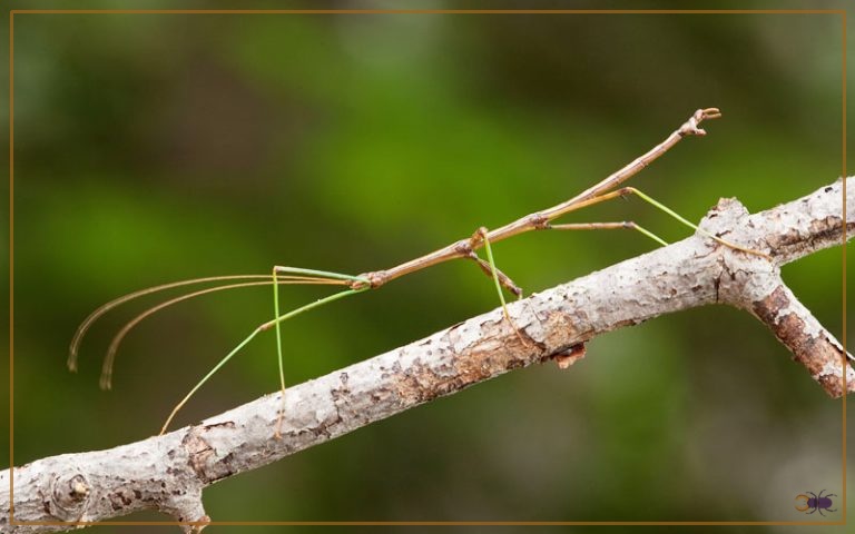 10 Interesting Facts about Stick Insects - Insectic