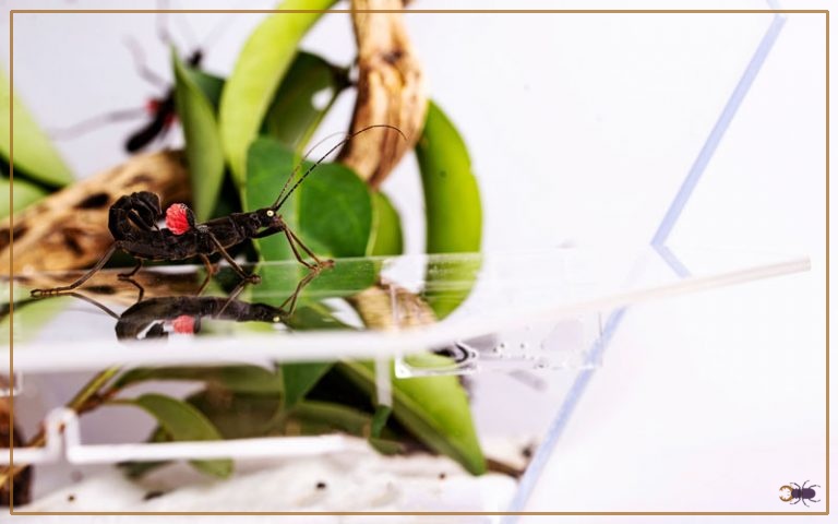 Is My Stick Insect Playing Dead or Died? - Insectic