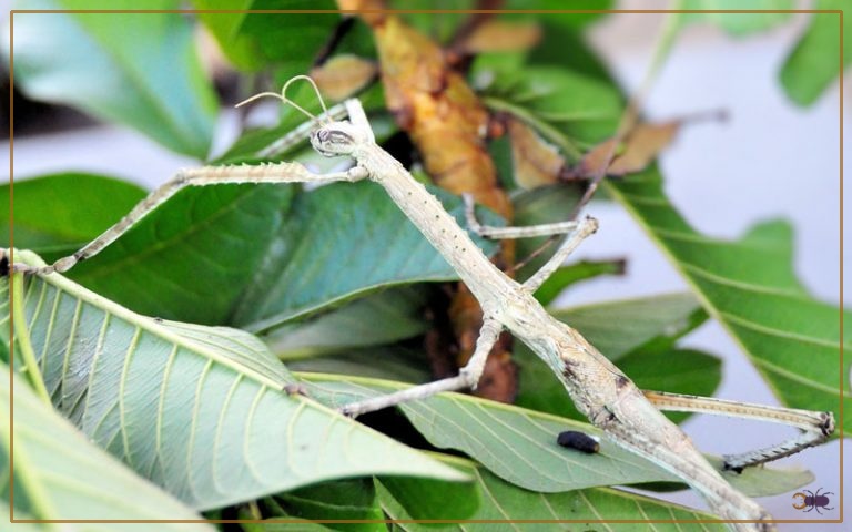 Can Stick Insects Fly? - Insectic