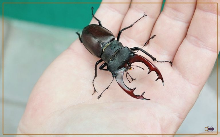 10 Biggest Insects in the World (With Pictures) - Insectic
