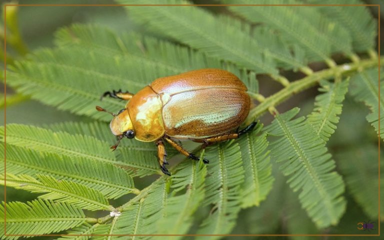 Christmas Beetle - Species Profile & Facts - Insectic