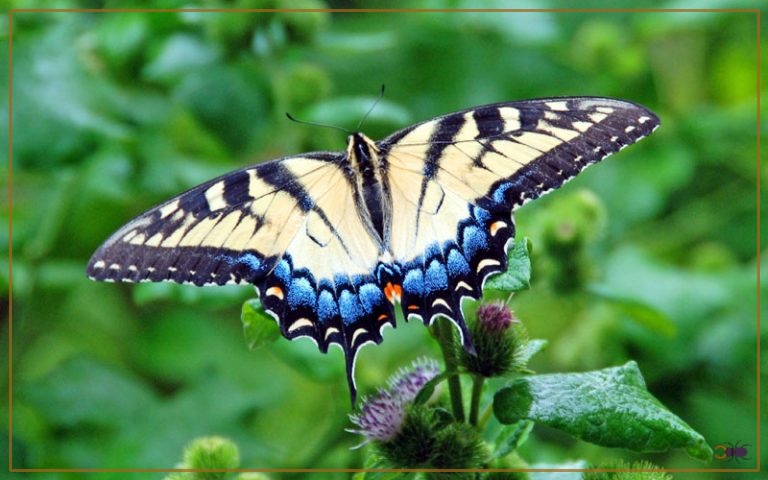 10 Most Common Butterfly in the World - Insectic