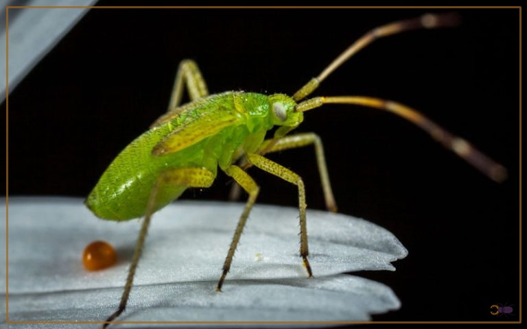 How do Insects Breathe? 6 Quick Answers You Should Know - Insectic