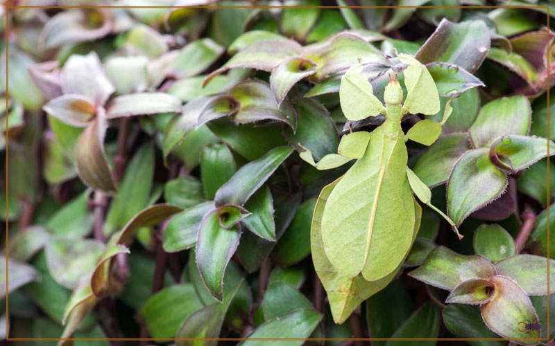What Do Leaf Insects Eat Insectic What Do Leaf Insects Eat Insectic