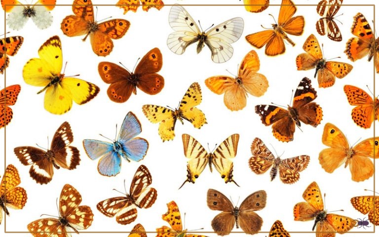 20 Most Beautiful Butterflies in the World - Insectic