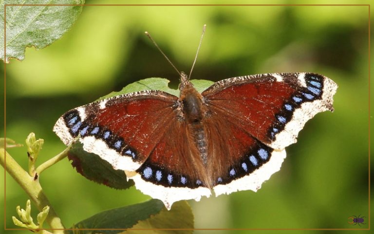 10 Most Common Butterfly in the World - Insectic