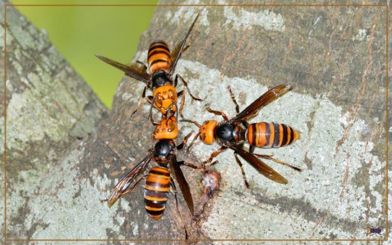 10 Surprising Facts About Murder Hornet - Insectic