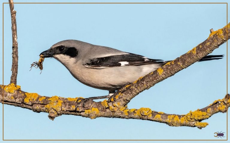 Are Wasps Aggressive? 5 Interesting Facts - Insectic