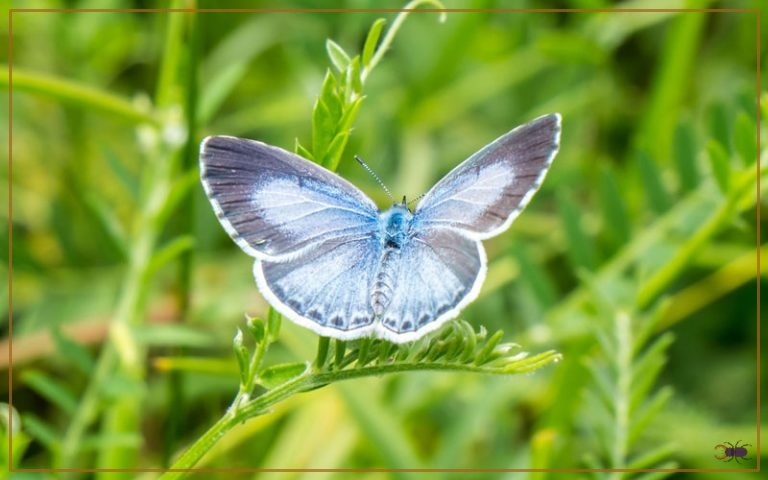 Spring Azure Butterfly - Species Profile & Facts - Insectic