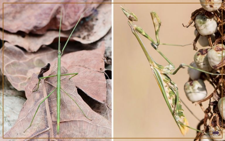 European Mantis - Species Profile & Facts - Insectic