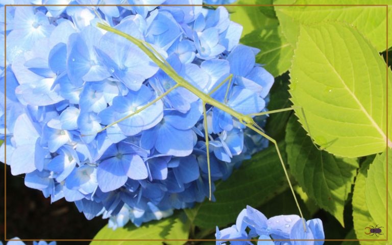 Do Stick Insects Eat Hydrangea Leaves? - Insectic