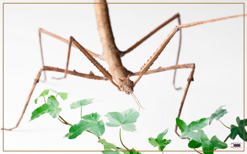 Do Stick Insects Eat Ivy Insectic