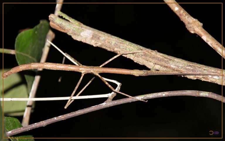 What Do Stick Insects Eat and Drink? - Insectic