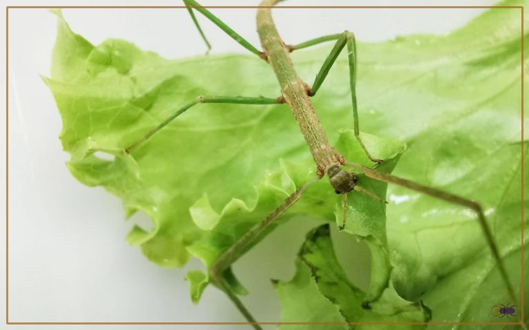 How Big do Stick Insects Get? Size and Growth Chart - Insectic