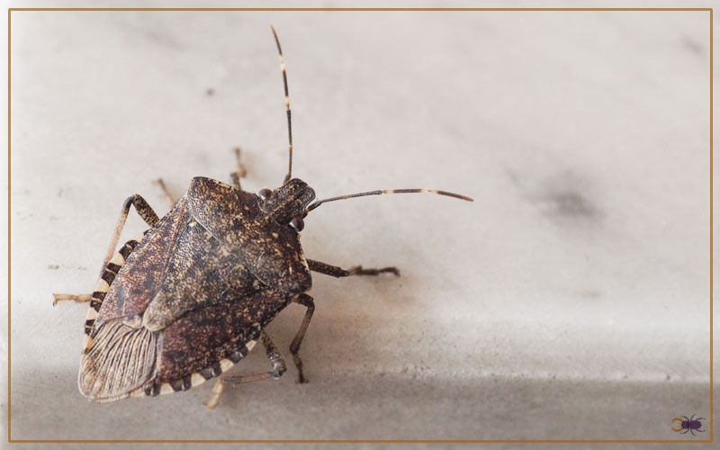 10 Impressive Facts About Stink Bugs Insectic 10 Impressive Facts About Stink Bugs Insectic