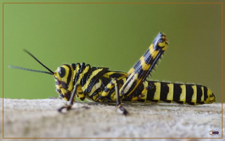 10 Biggest Insects in the World (With Pictures) - Insectic