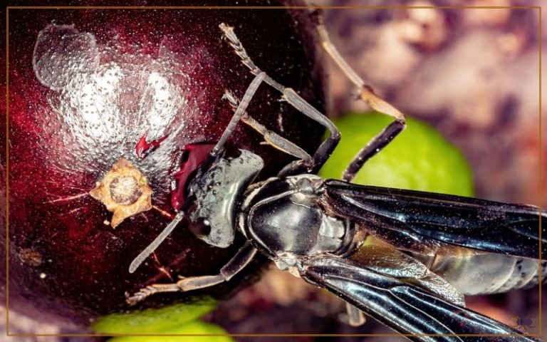 Warrior Wasp – Species Profile & Facts - Insectic