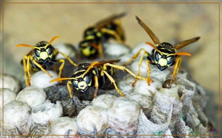 Are Wasps Aggressive? 5 Interesting Facts - Insectic