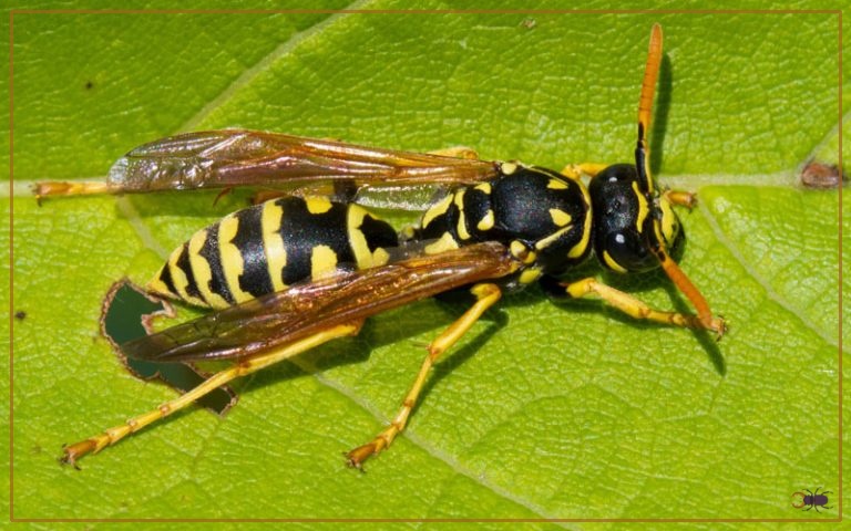 Are Wasps Insects or Animals? - Insectic