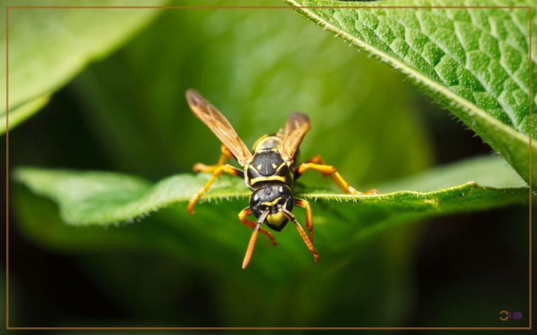 10 Facts About Yellow Jackets - Insectic