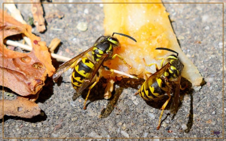 10 Facts About Yellow Jackets - Insectic