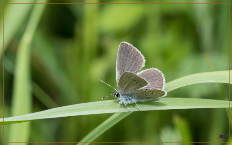 Spring Azure Butterfly - Species Profile & Facts - Insectic