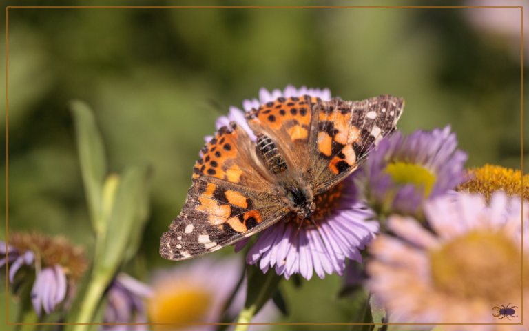 30 Butterfly Species in Oregon - Insectic
